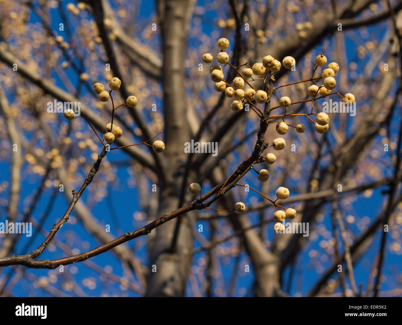 Fruits hanging from a tree hi-res stock photography and images - Alamy