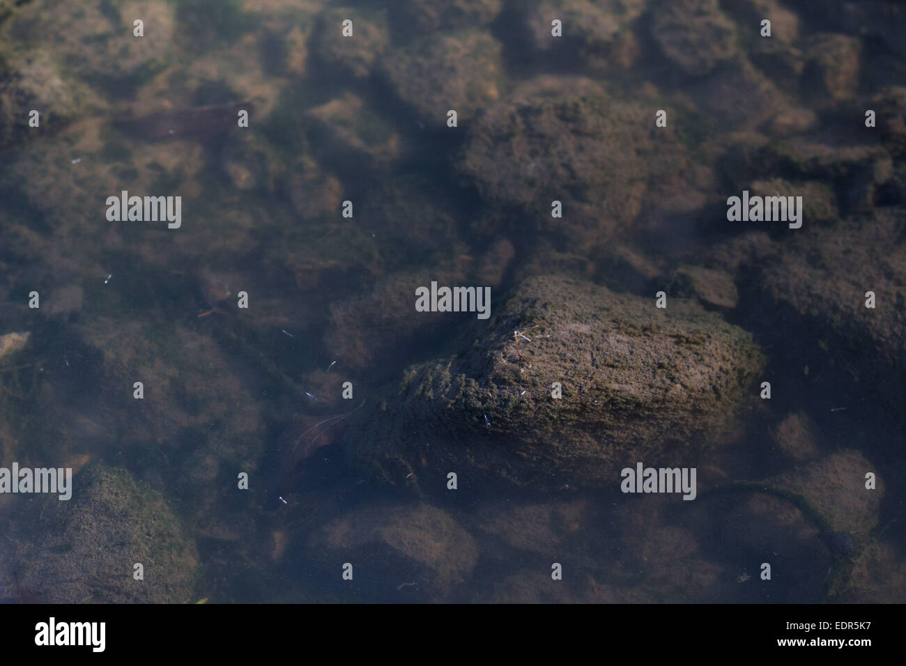 Moss in the water hi-res stock photography and images - Alamy