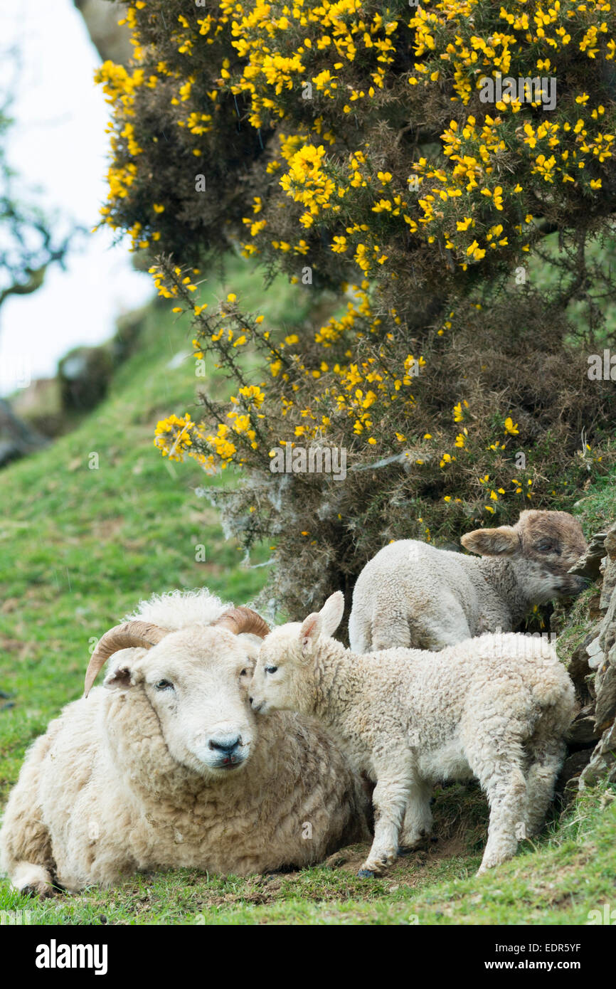 Sheep ewe and lambs, one nuzzling, shelter by drystone wall and gorse ...