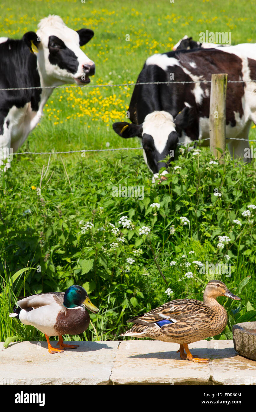 Friesian cows peering through barbed wire at ducks feeding in a country ...