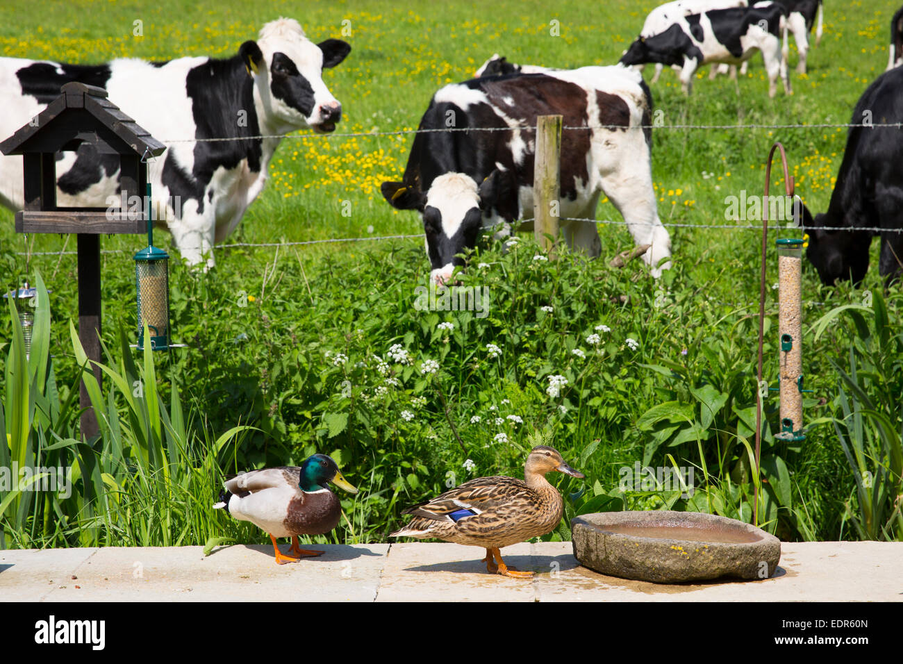 Cattle feeding outdoors cows hi-res stock photography and images - Alamy