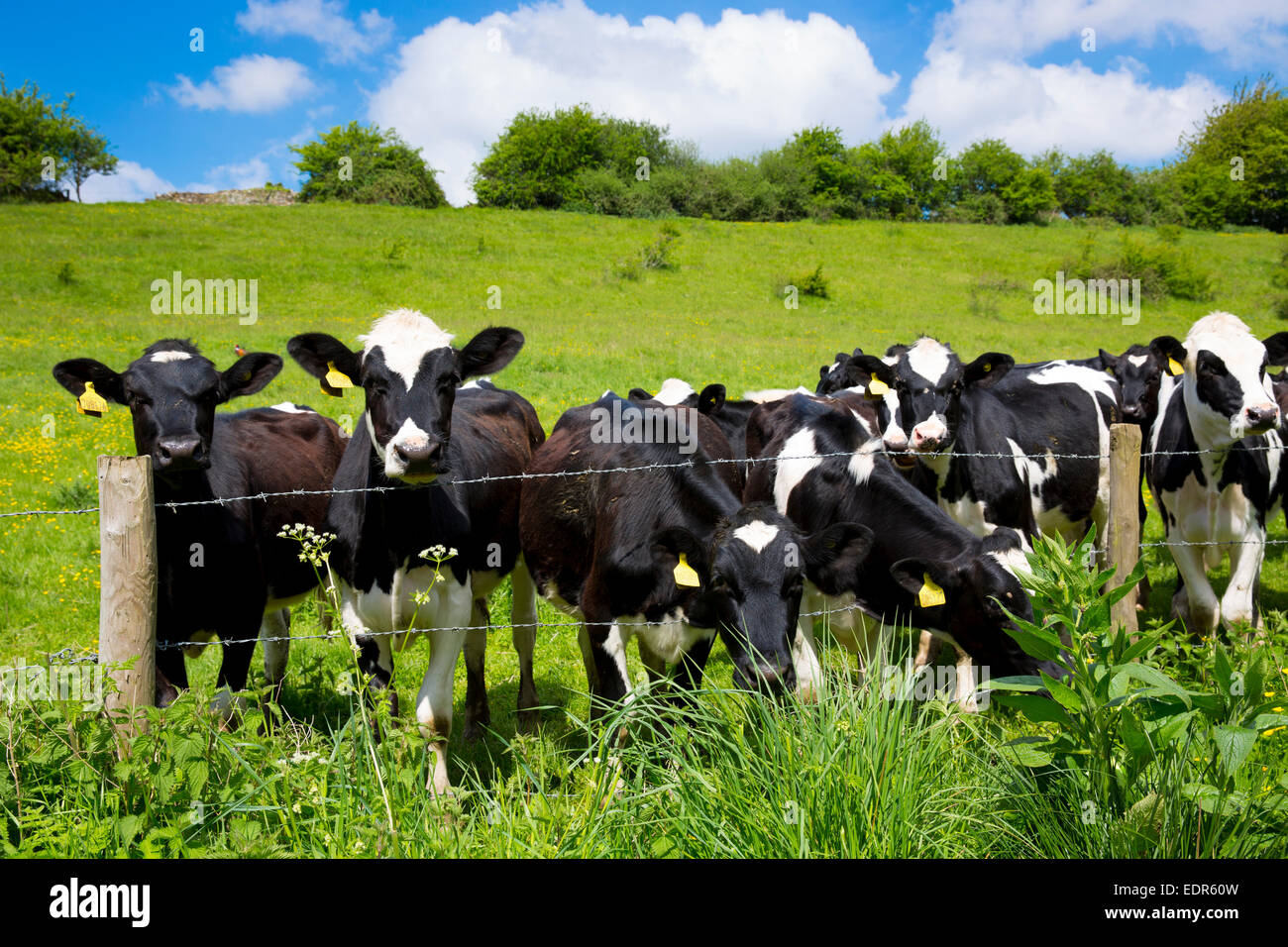 Holstein friesian cattle cows hi-res stock photography and images - Alamy