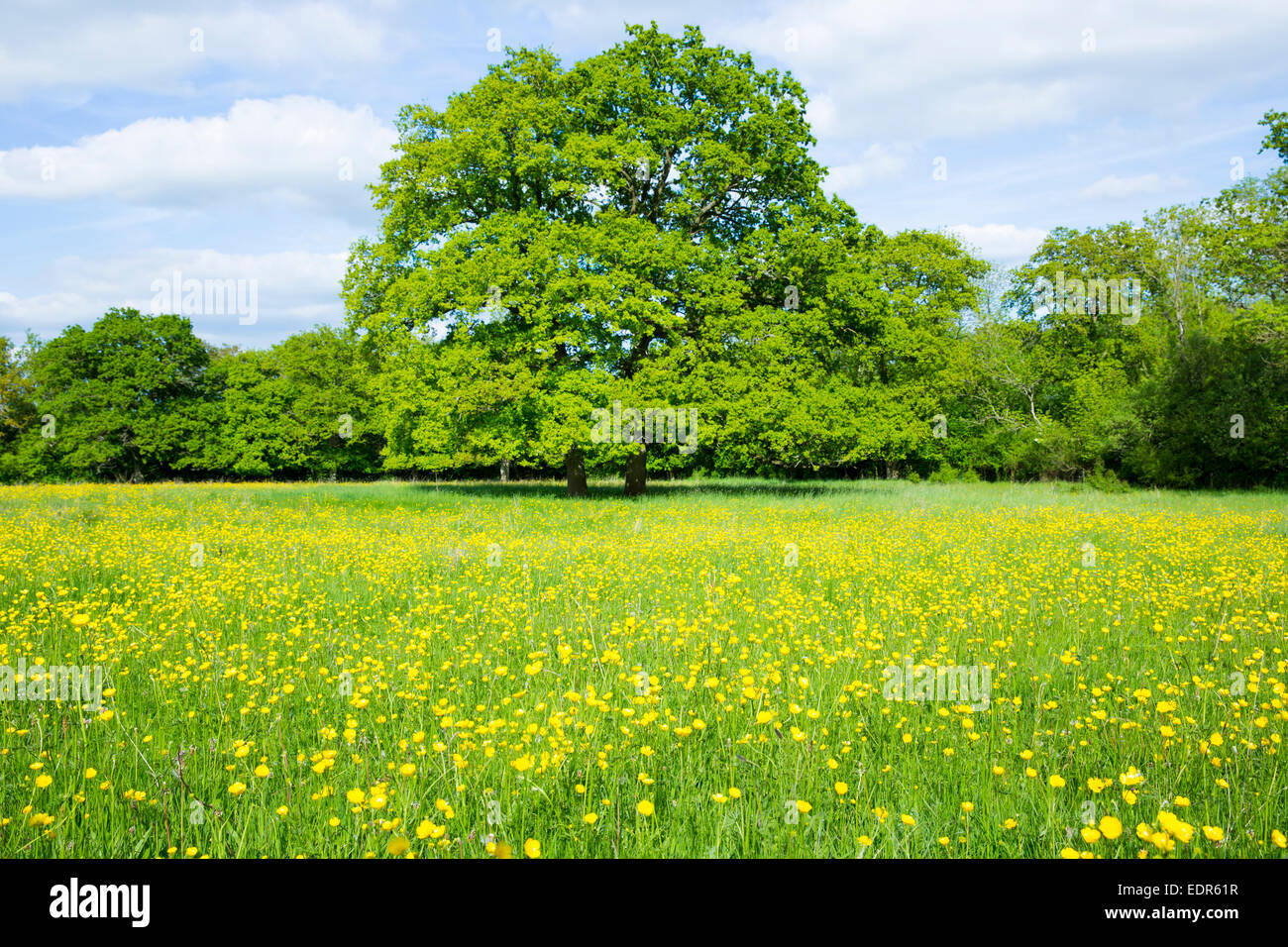 Oak tree summer britain High Resolution Stock Photography and Images ...