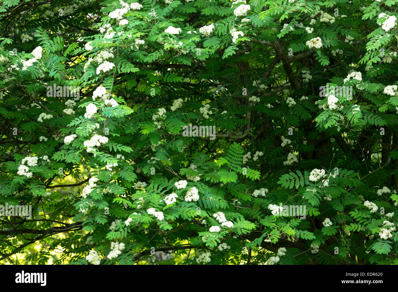 Rowan Tree, Mountain Ash Sorbus aucuparia, in bloom in The Cotswolds ...