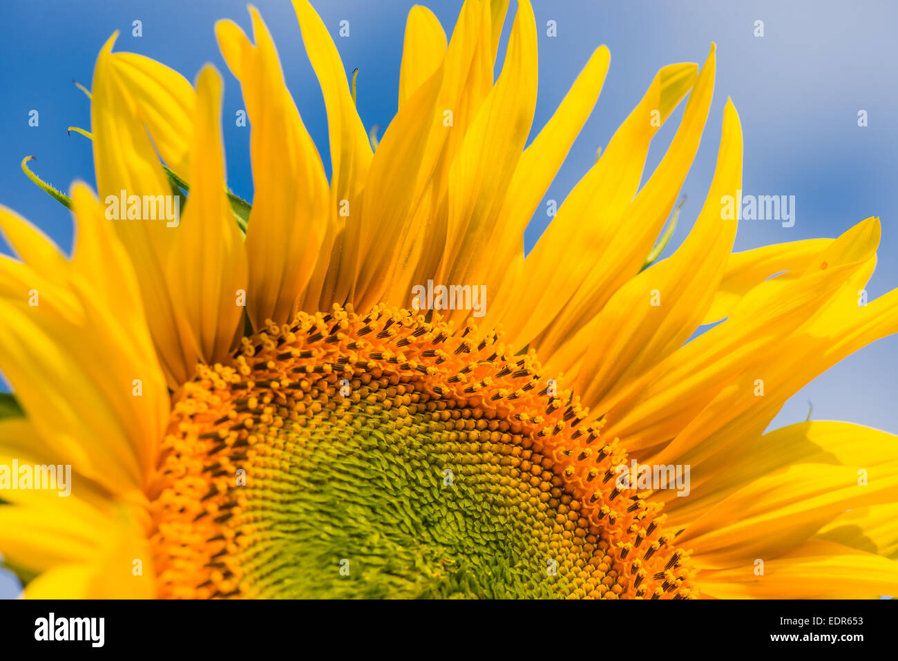 Partial sunflower with a honeybee flying overhead. Bright blue sky ...