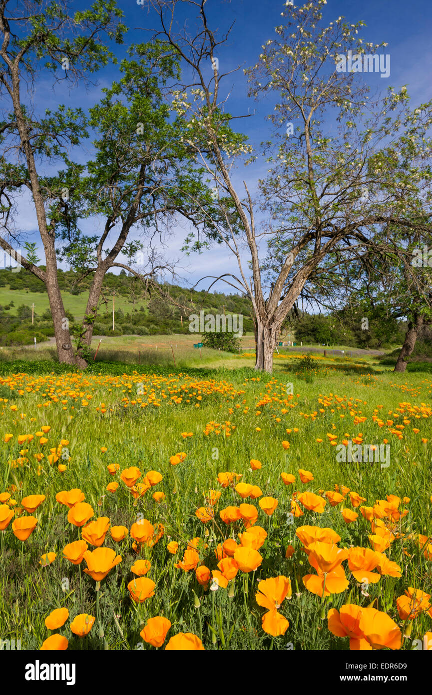 Sierra nevada poppy hi-res stock photography and images - Alamy