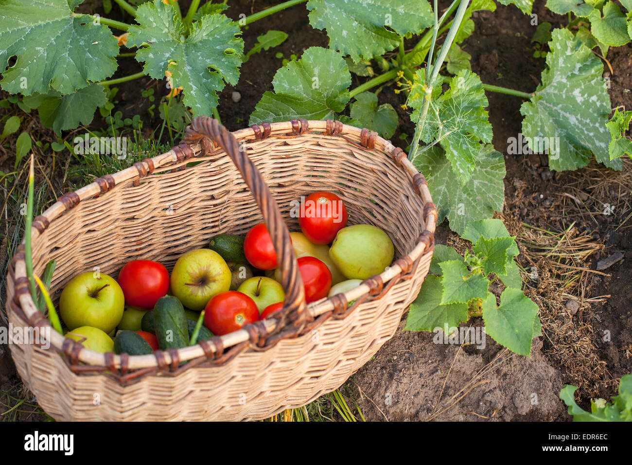 Basket of vegetables in the garden Stock Photo - Alamy