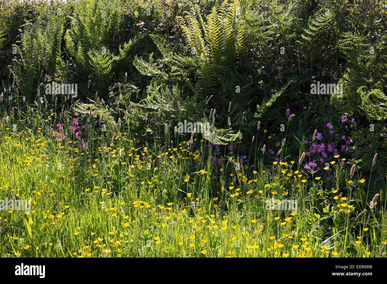 Traditional flowering hedgerow wildlife habitat in summertime in ...