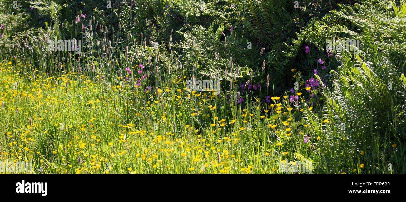 Traditional flowering hedgerow wildlife habitat in summertime in ...