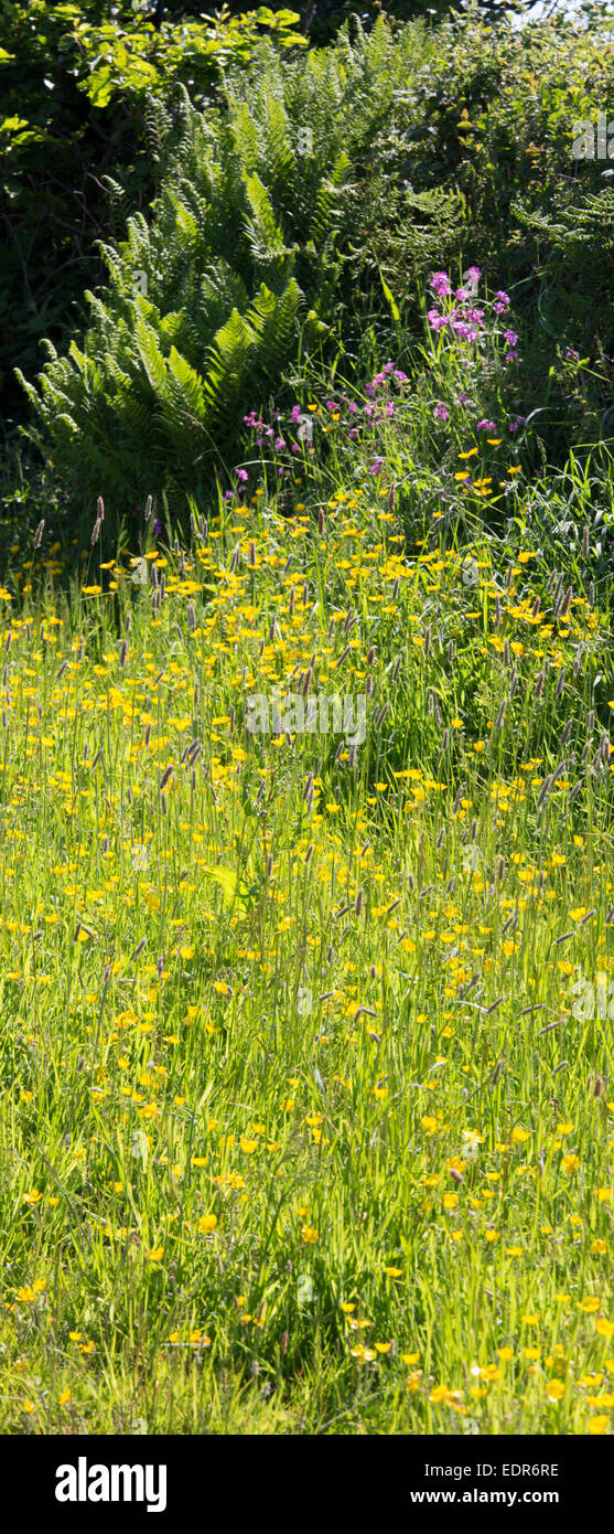 Traditional flowering hedgerow wildlife habitat in summertime in ...