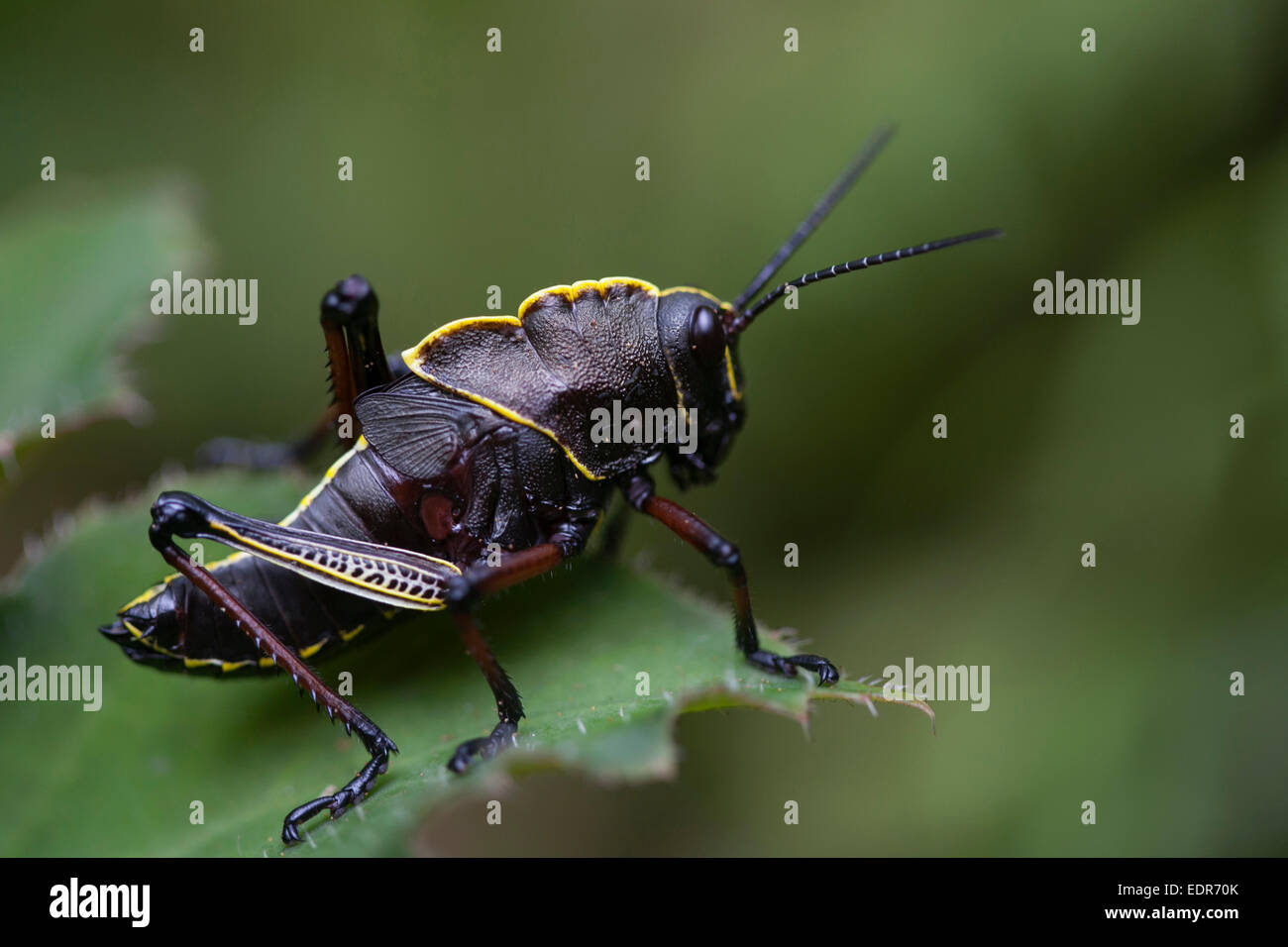 Black grasshopper hi-res stock photography and images - Alamy