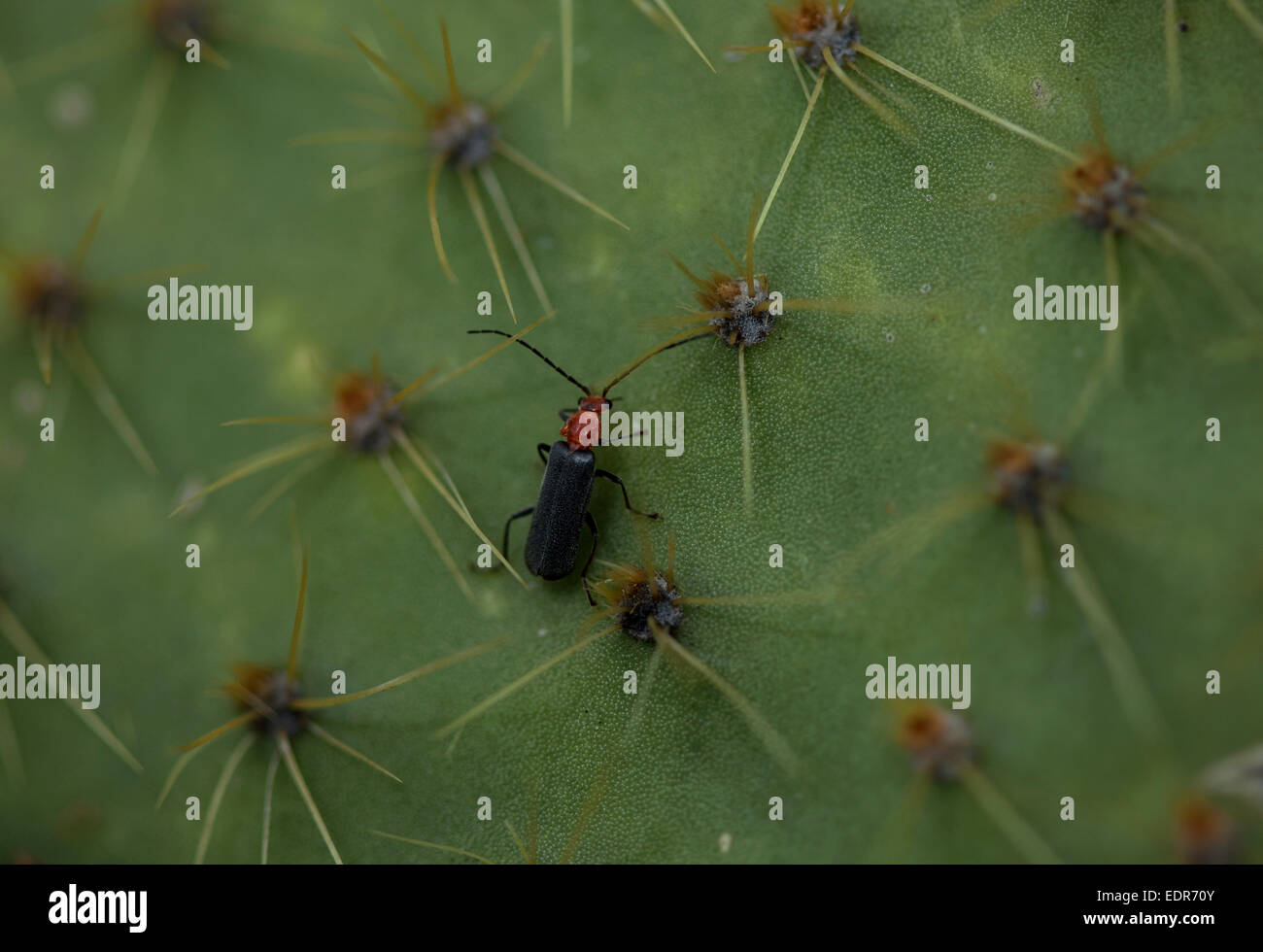 A bug perches on a prickly pear cactus with the form of a heart in ...