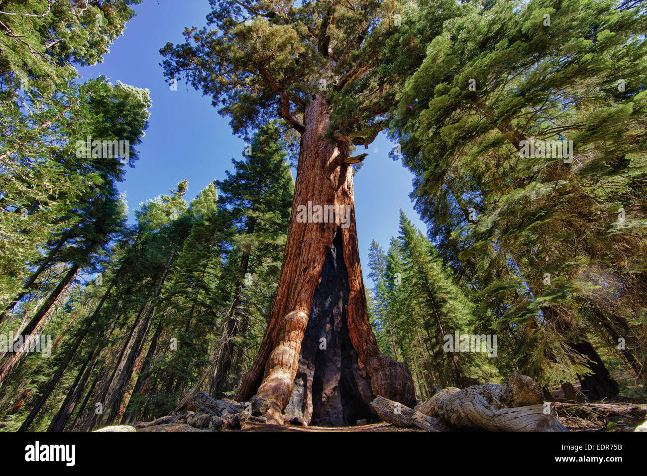 Sequoia Tree Height