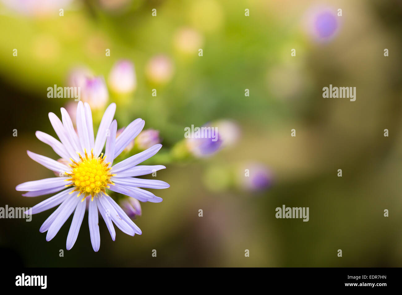 Blooming Daisy flower Stock Photo - Alamy