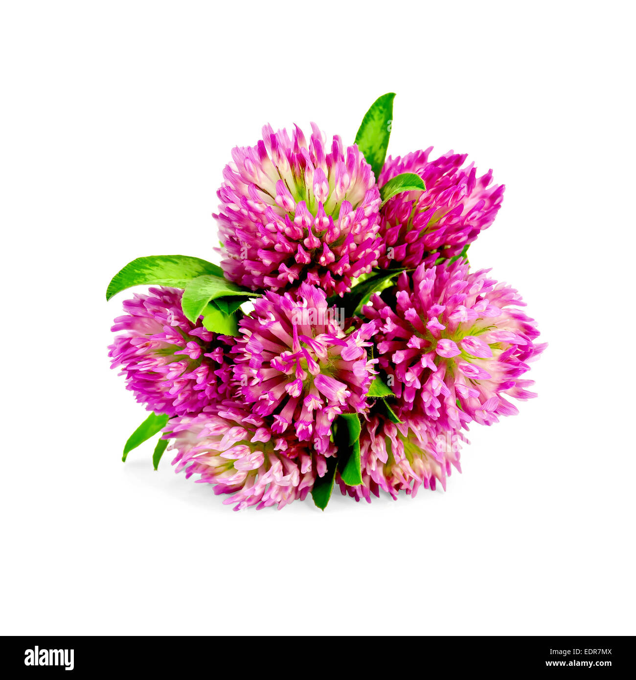 Square clover Cut Out Stock Images & Pictures - Alamy
