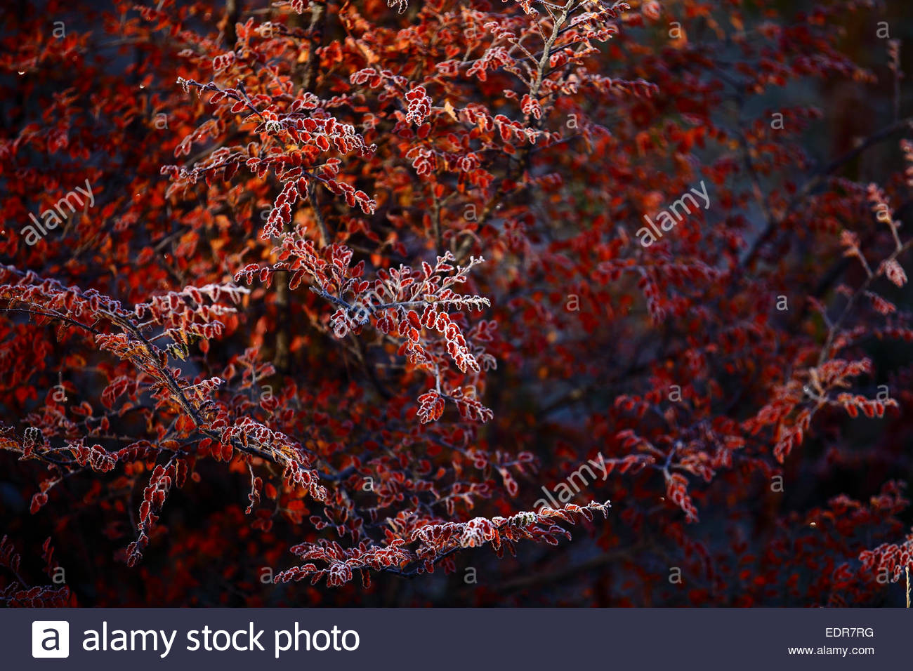 Lenga Tree Stock Photos & Lenga Tree Stock Images - Alamy