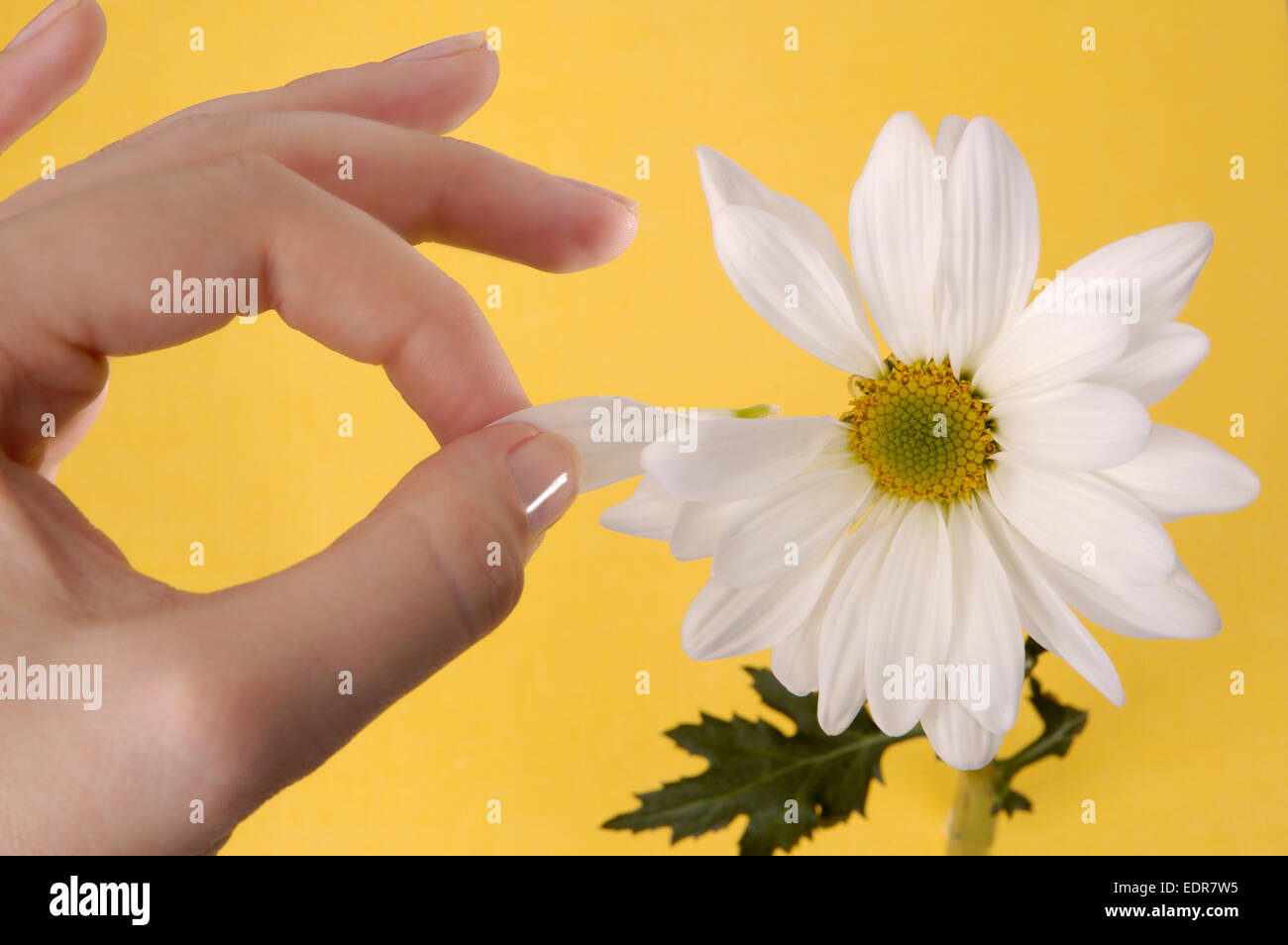 Woman's hand plucking petals from a daisy Stock Photo - Alamy