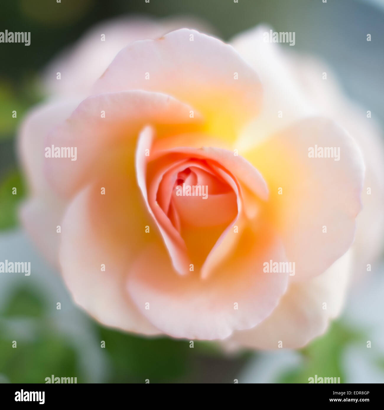 a rose is a rose Stock Photo - Alamy