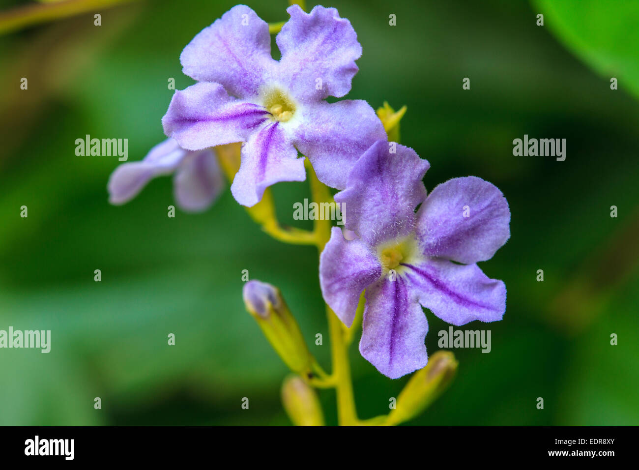 Golden dewdrop hi-res stock photography and images - Alamy