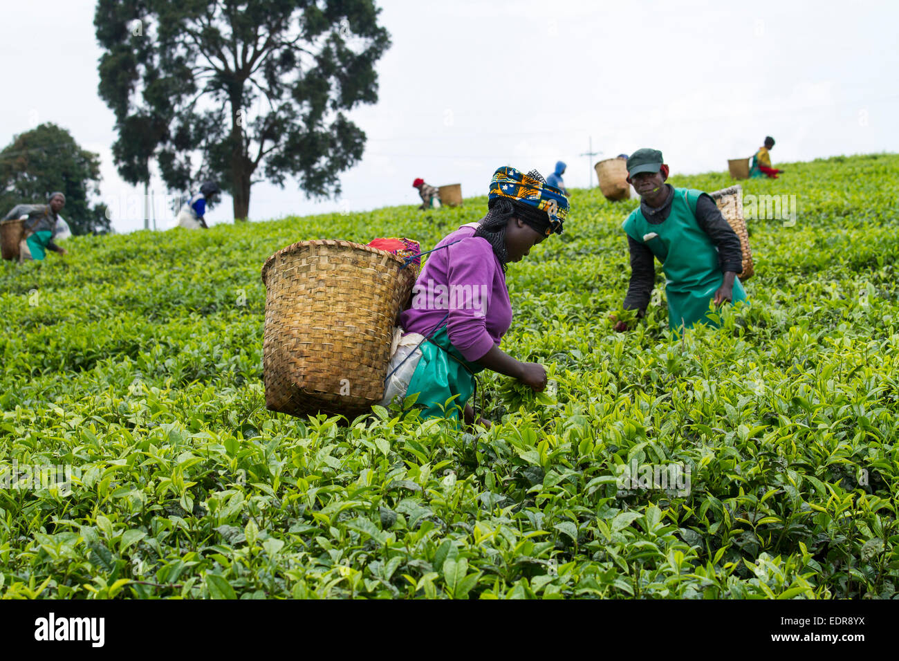 KINIHIRA, RWANDA- NOVEMBER 9: unidentified workers at a tea plantation ...