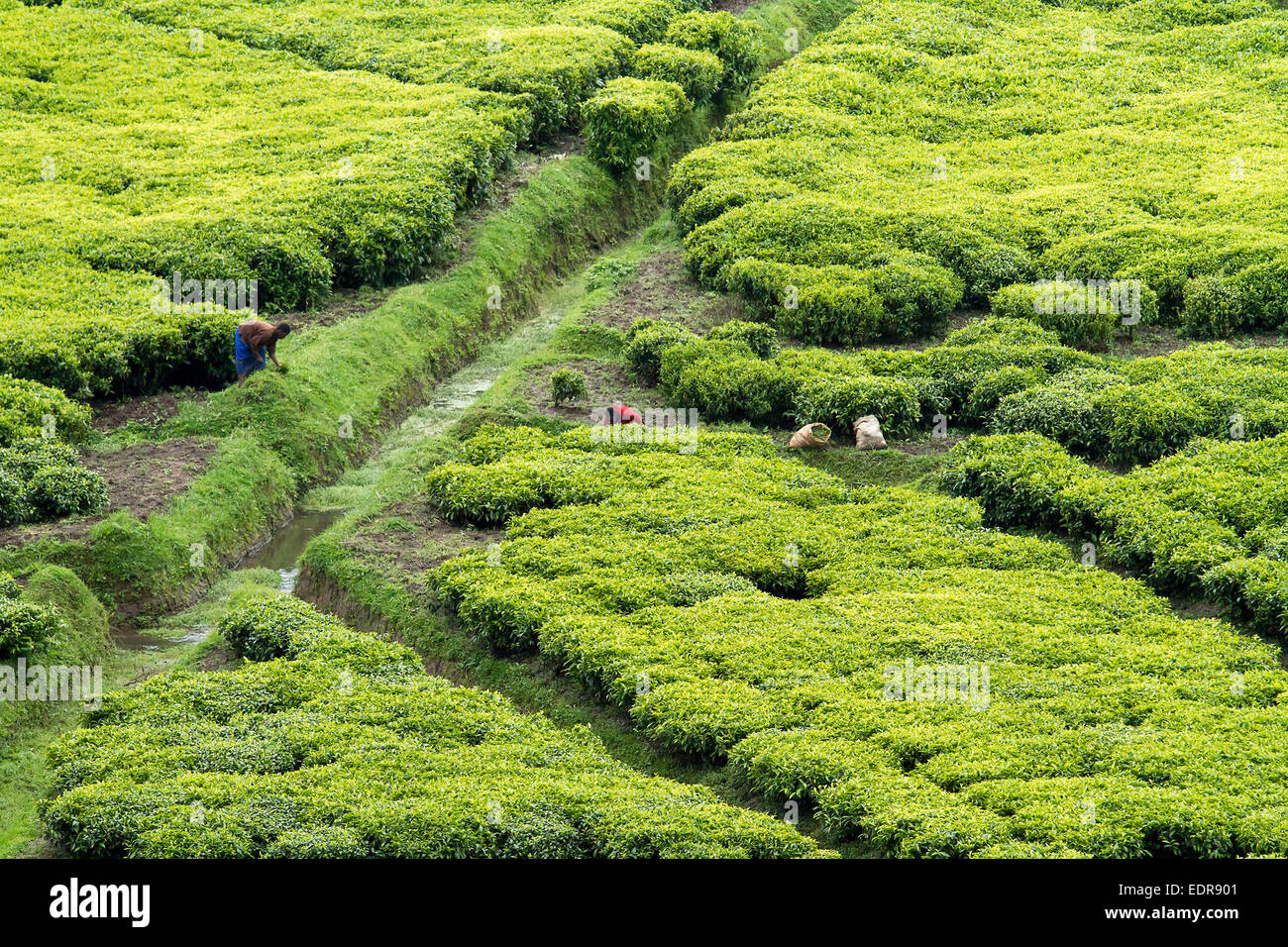 KINIHIRA, RWANDA- NOVEMBER 9: workers at a tea plantation on November 9 ...