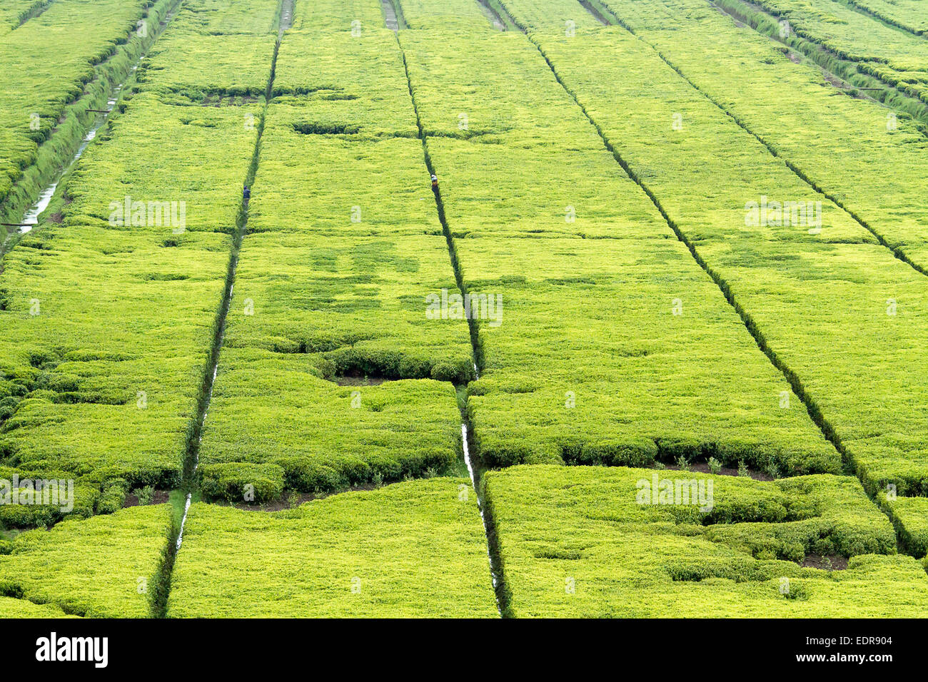Beautiful tea fields in Rwanda Stock Photo - Alamy