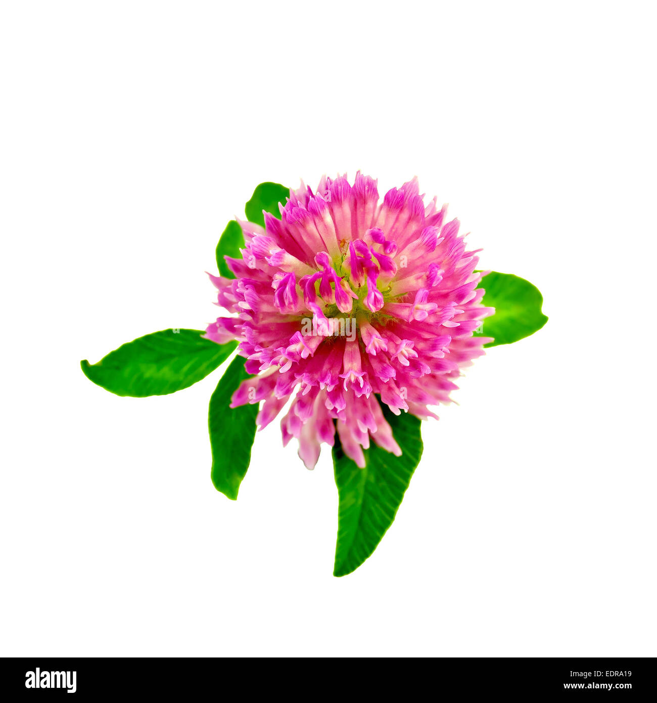Clover one with leaves Stock Photo - Alamy