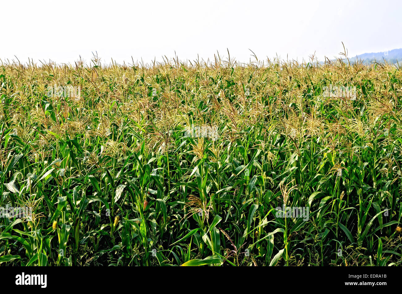 Corn in corn field Stock Photo - Alamy