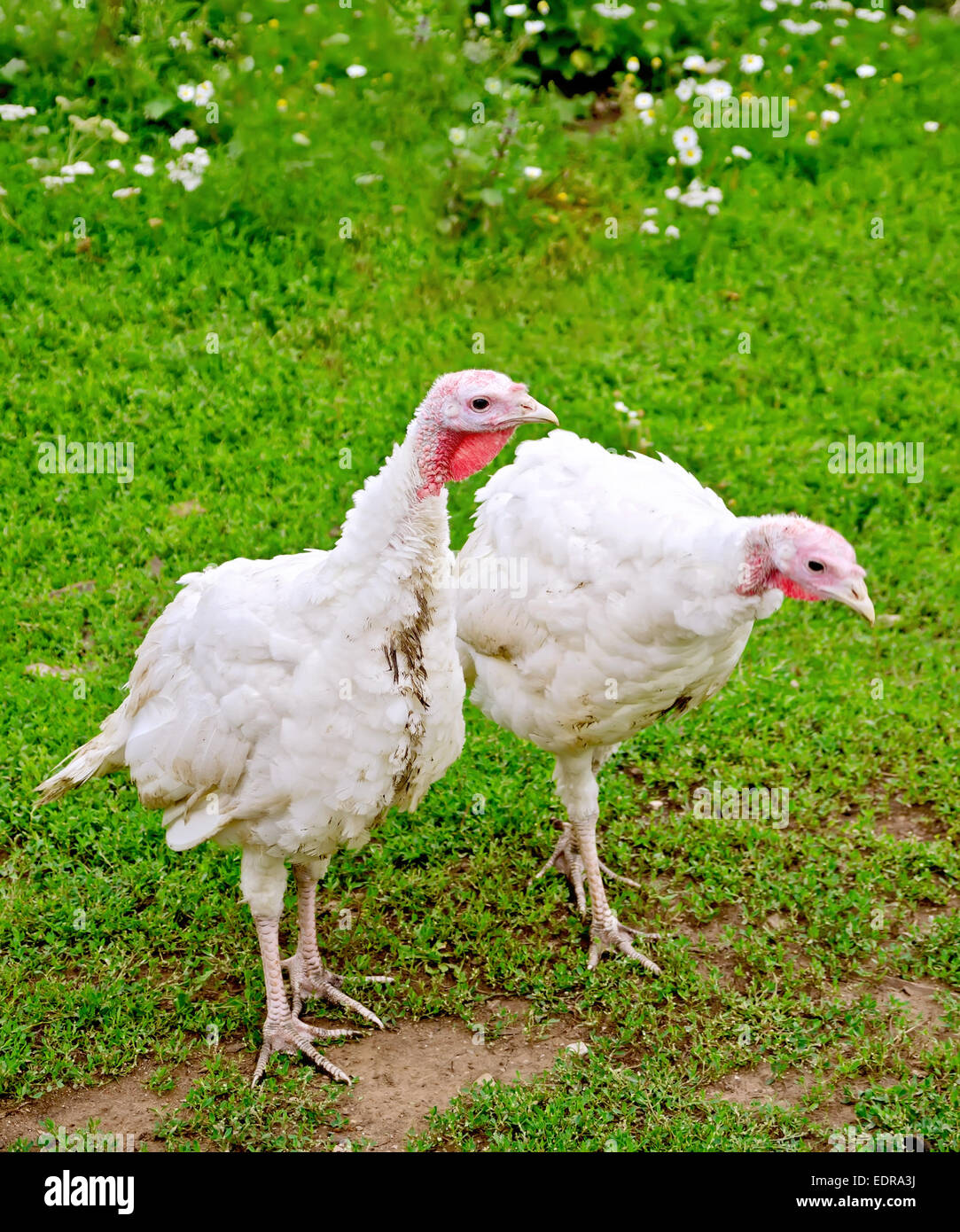 Turkey white on grass background Stock Photo - Alamy