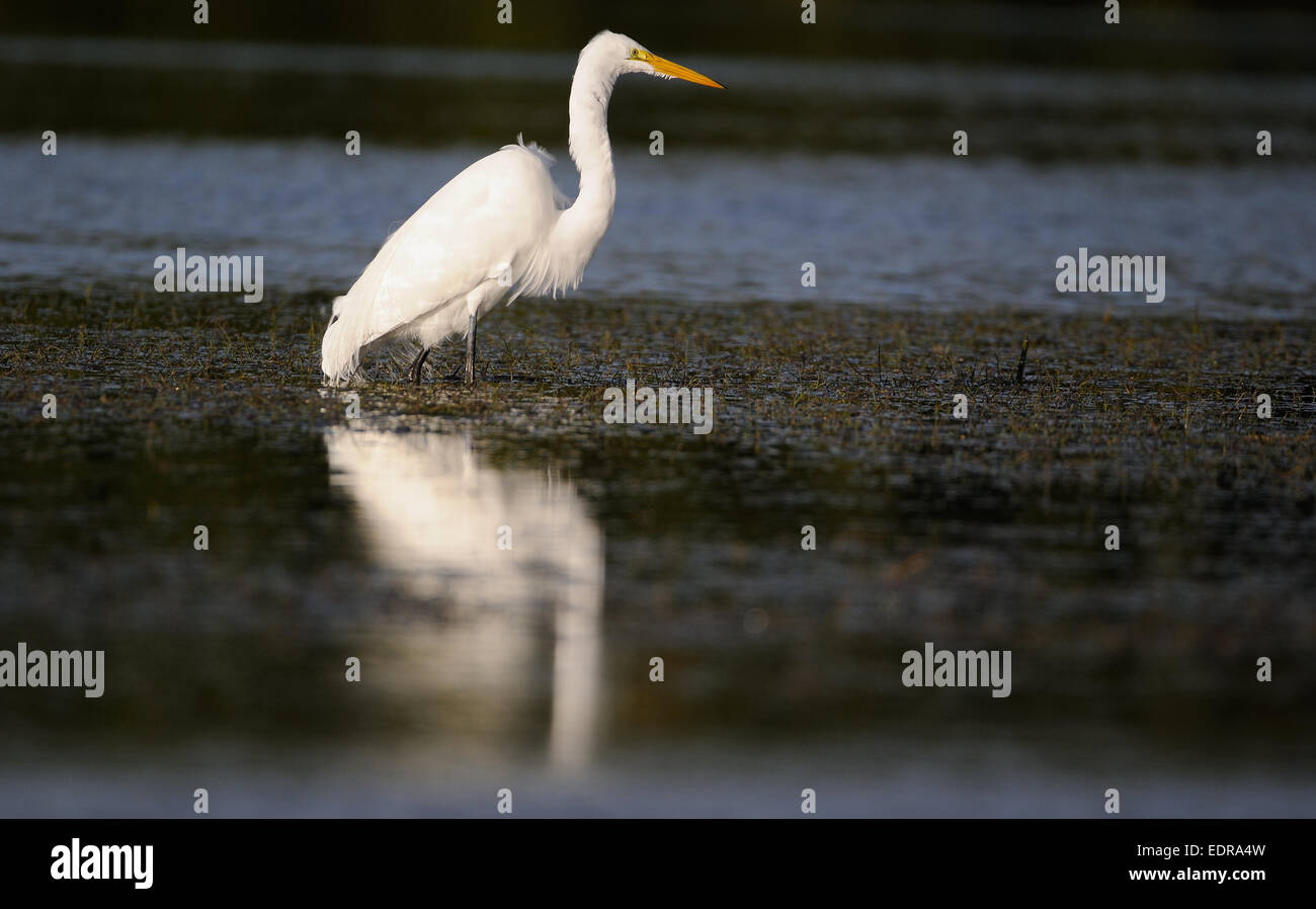 Great White Egret sticking his neck out in front of bushes in the ...