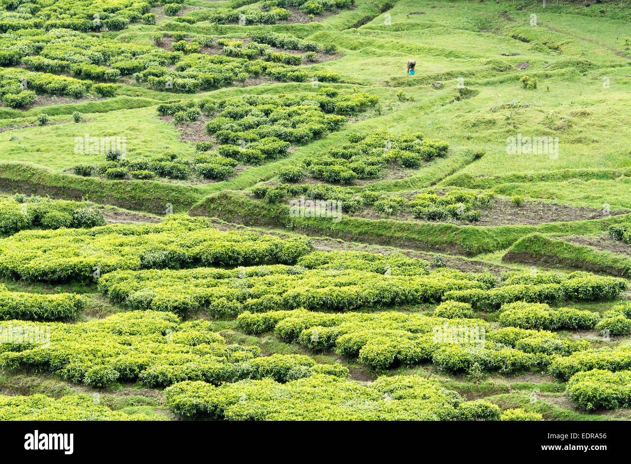 African women working in fields hi-res stock photography and images - Alamy