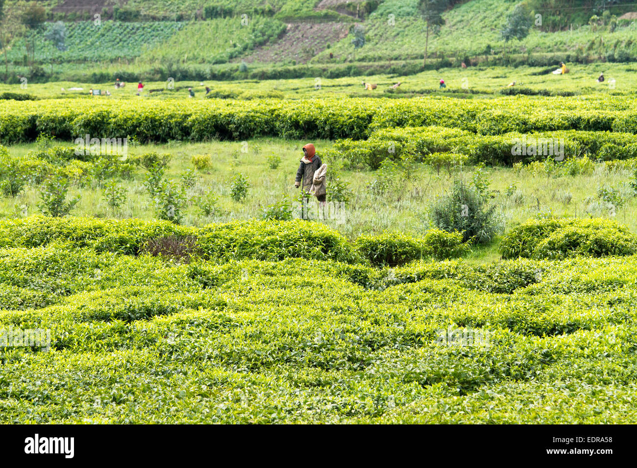 KINIHIRA, RWANDA- NOVEMBER 9: Child working at a tea plantation on ...