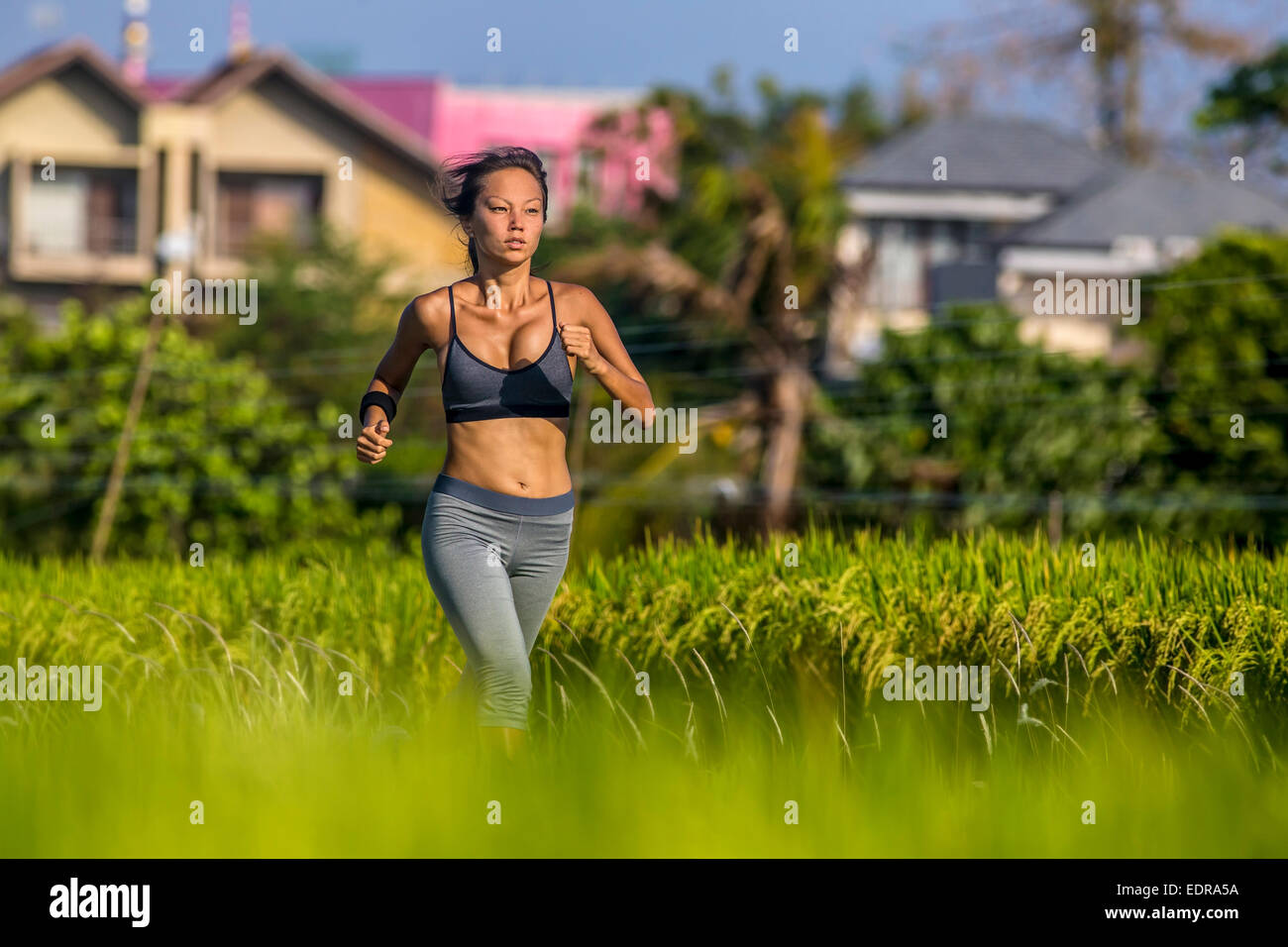Running in rice field in Bali, Indonesia Stock Photo - Alamy