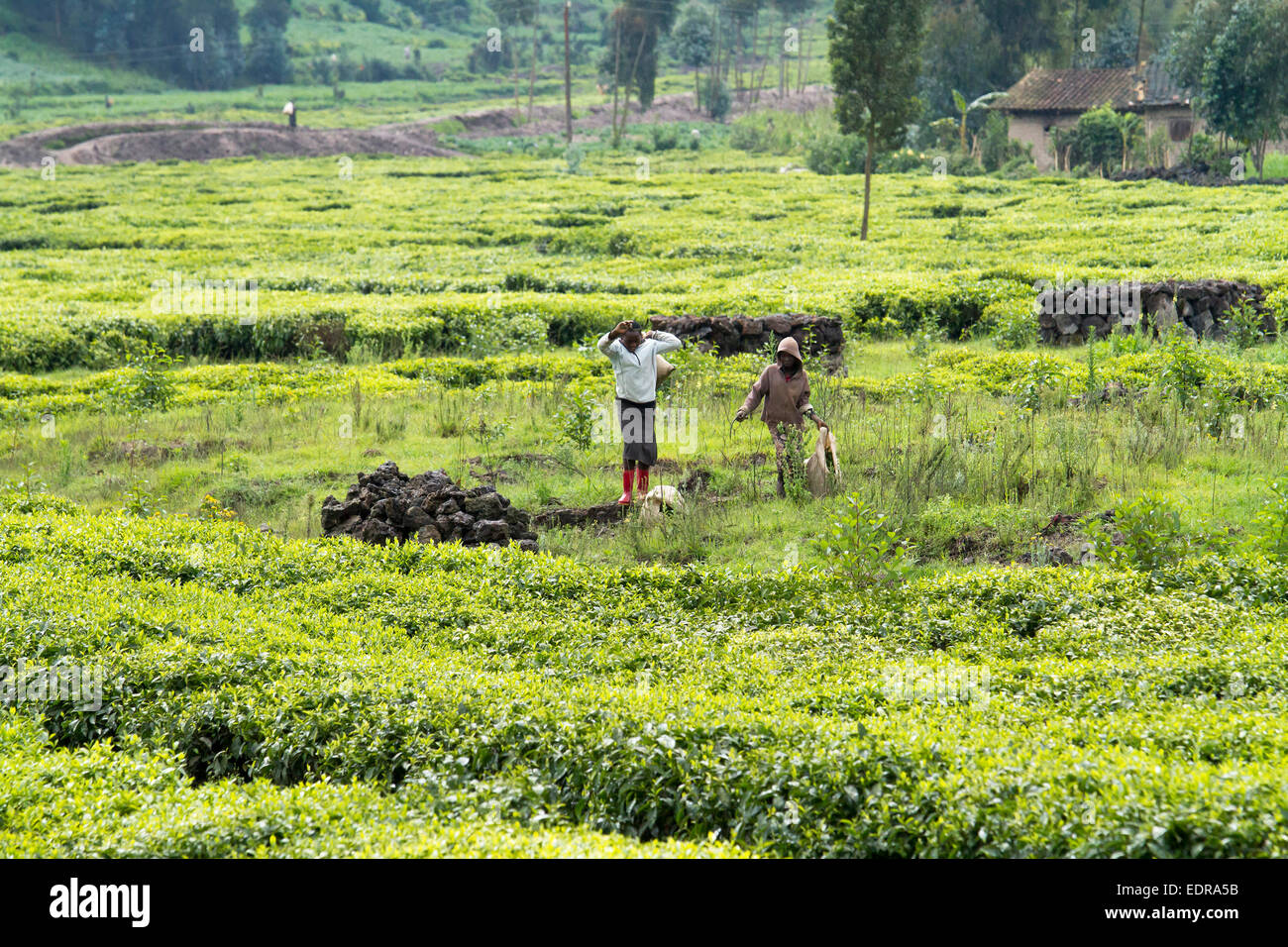 KINIHIRA, RWANDA- NOVEMBER 9: Children working at a tea plantation on ...
