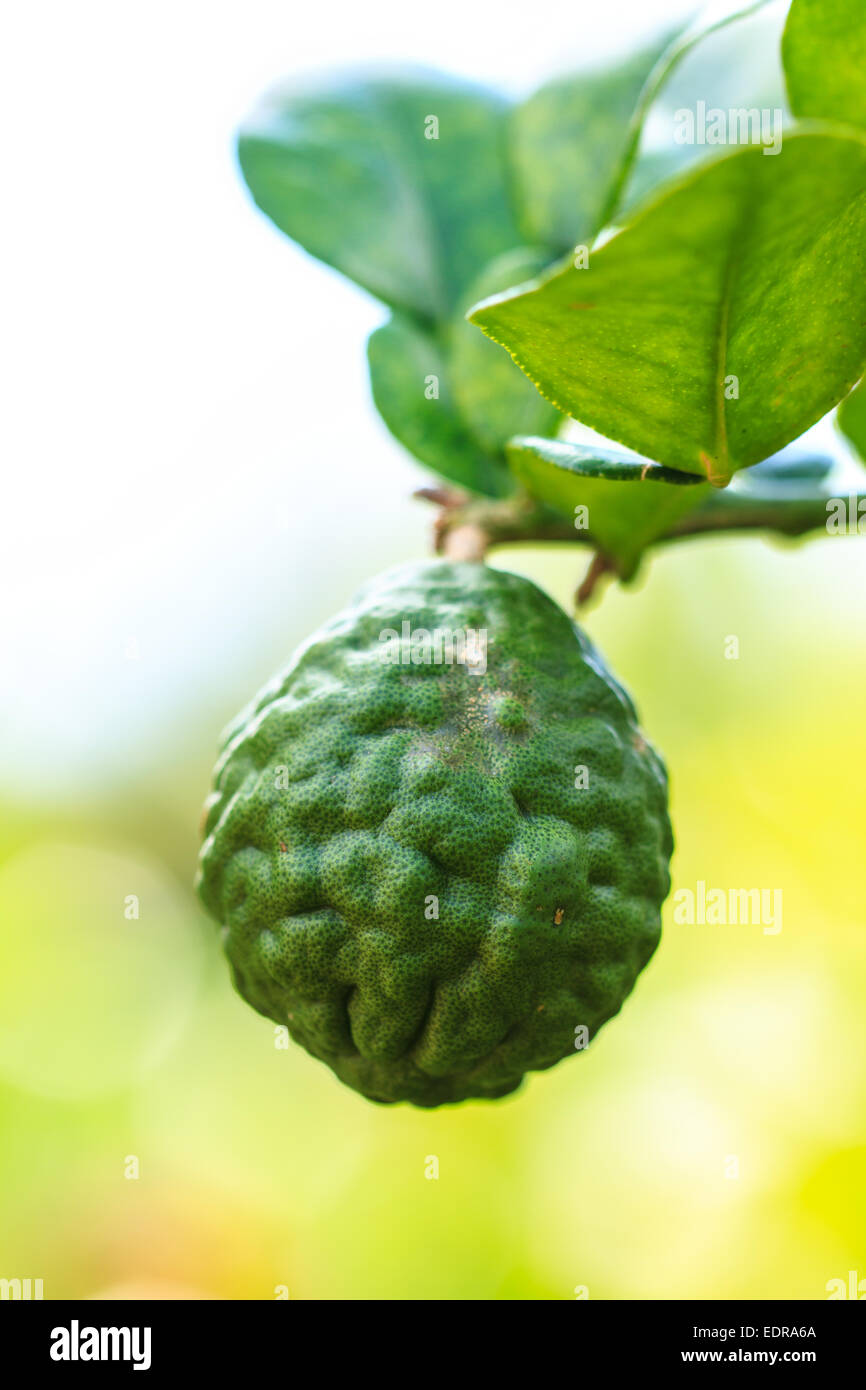 Bergamot on Tree in gaden, bergamot (Kaffir Lime) fruits Stock Photo ...