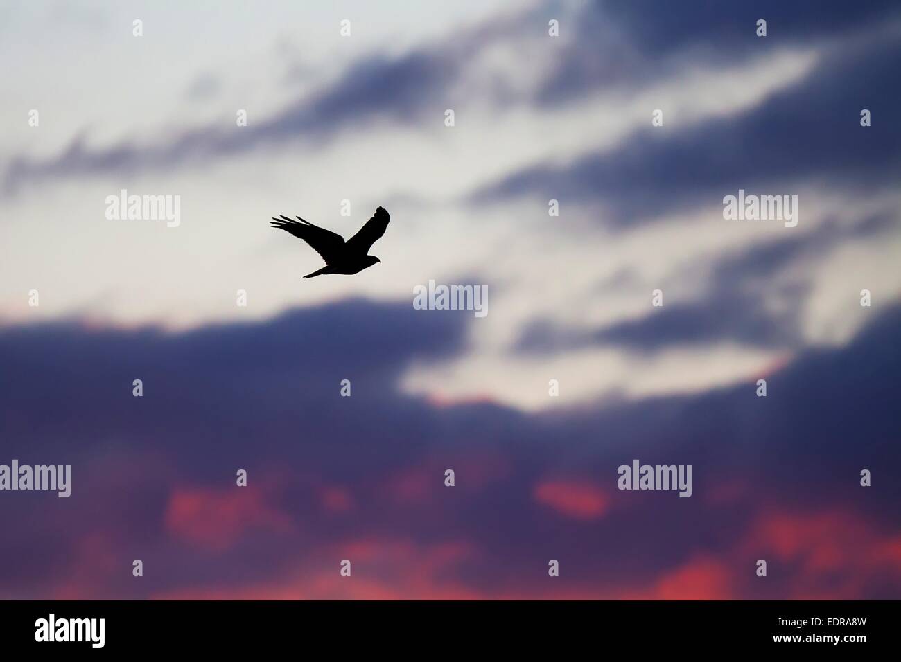Black bird in flight at sunset Stock Photo - Alamy