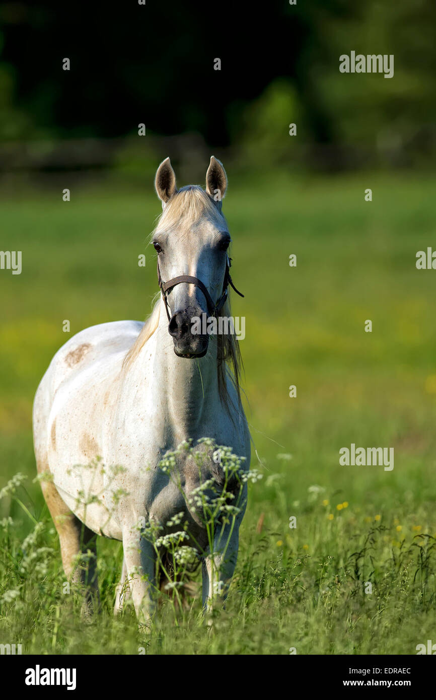 Family horse farm in hi-res stock photography and images - Alamy