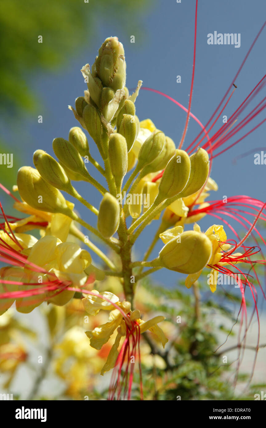 USA Utah Wuestenblume, Yellow Bird of Paradise Stock Photo - Alamy