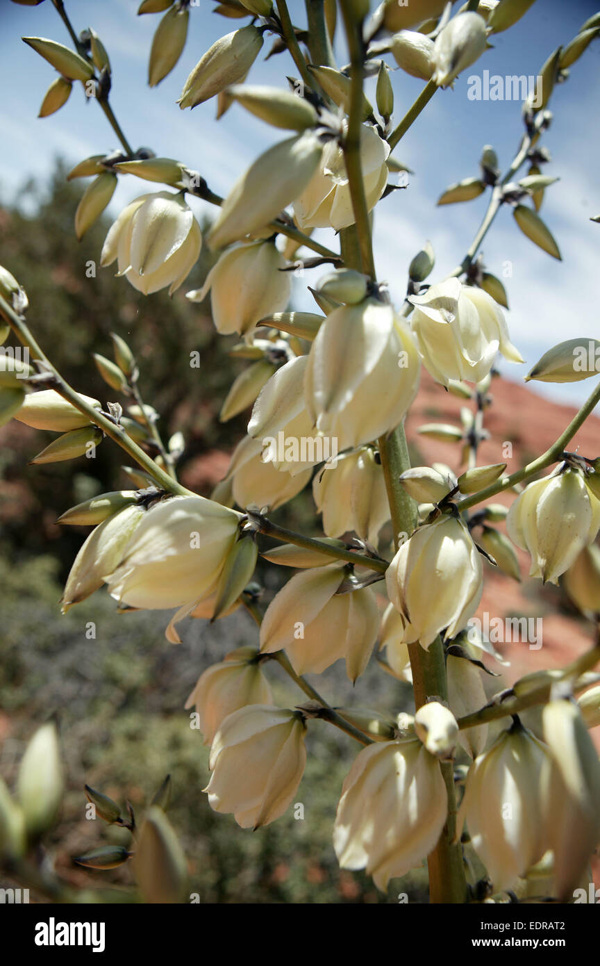 USA Utah Yucca elata Engelmannii, "Palmilla mit Bluete Stock Photo - Alamy