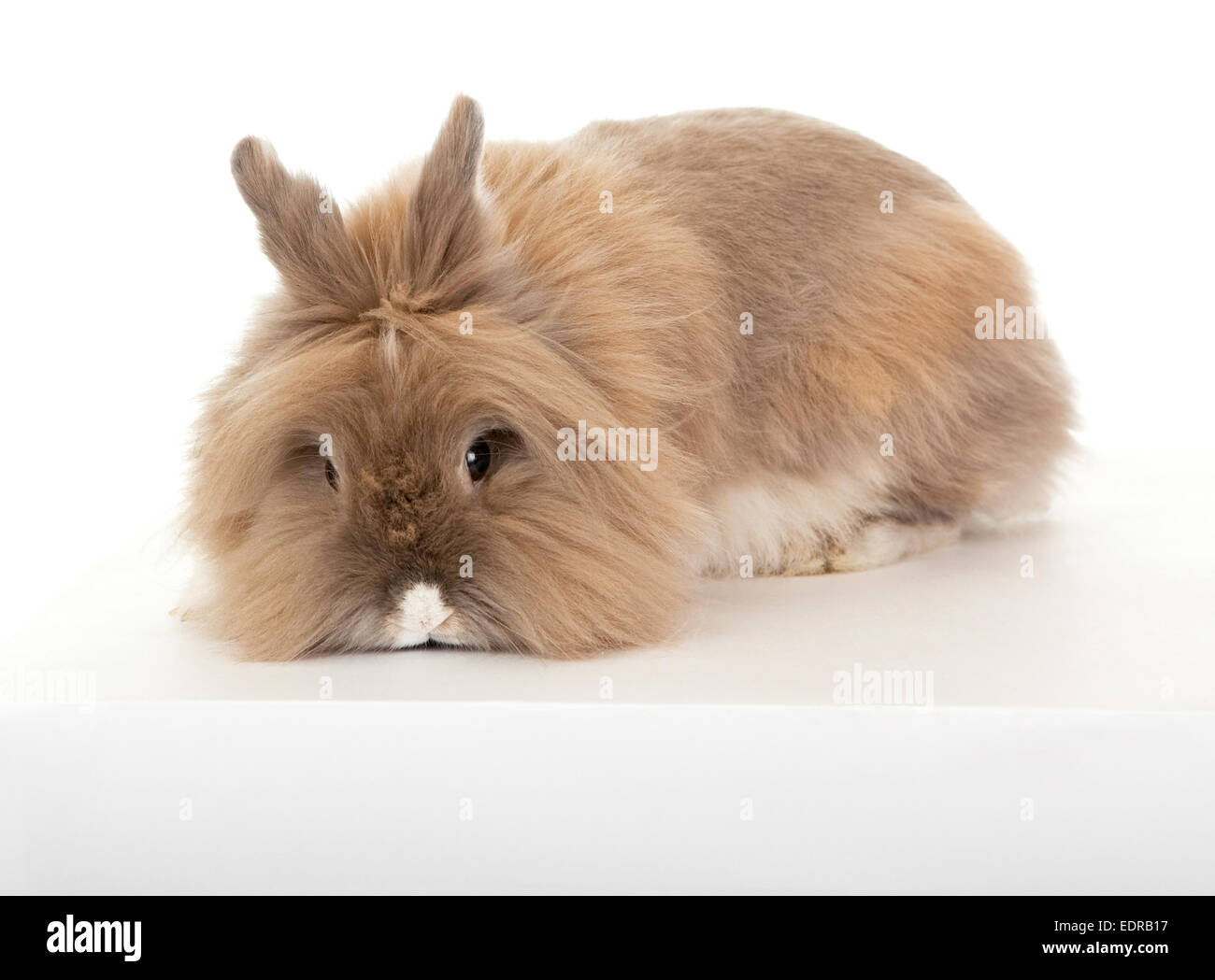 Cute Dwarf Lionhead Bunny