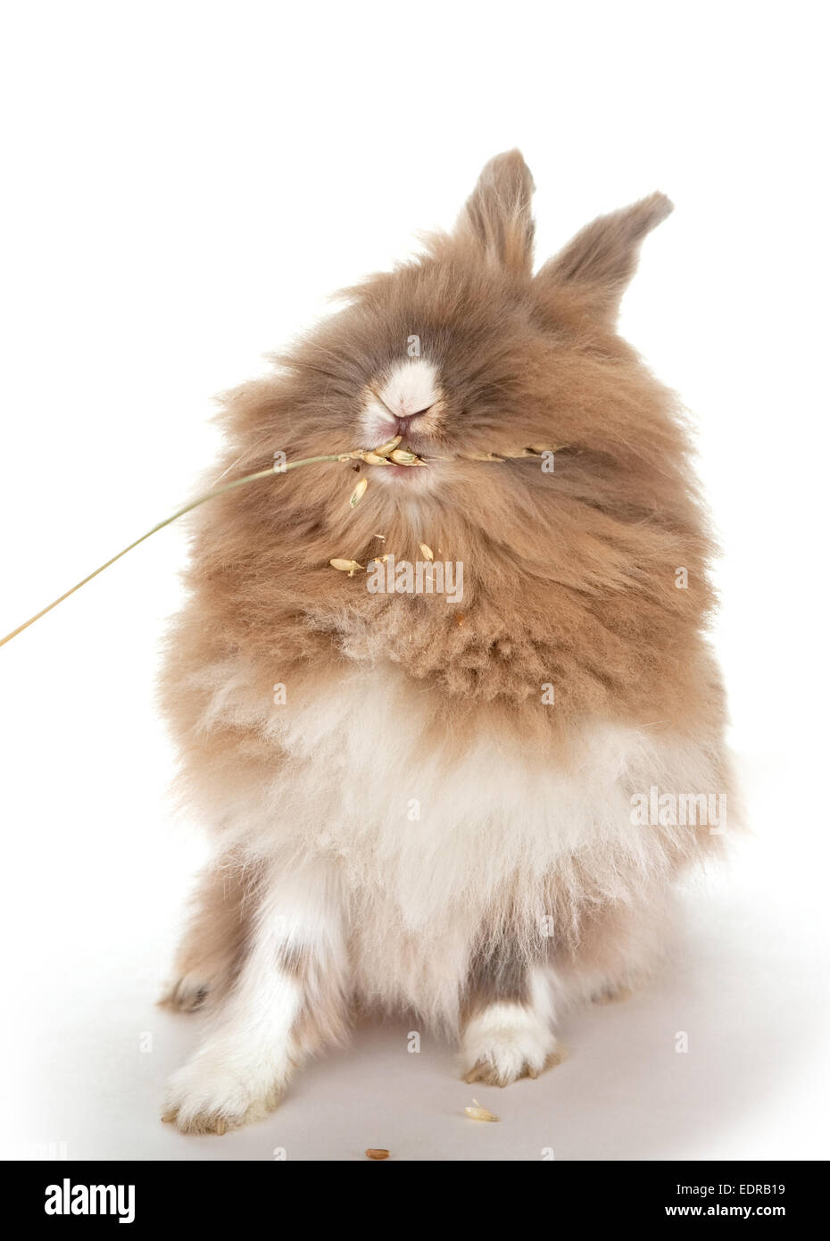Rabbit eats an ear of wheat Stock Photo - Alamy