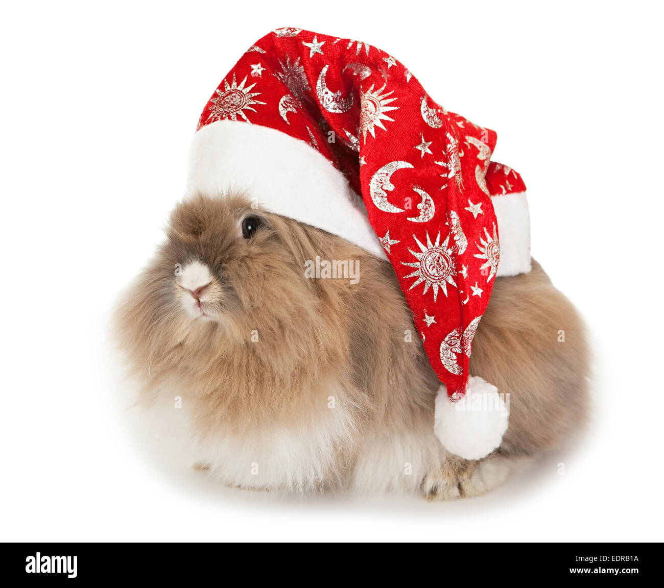 Dwarf lionhead hi-res stock photography and images - Alamy