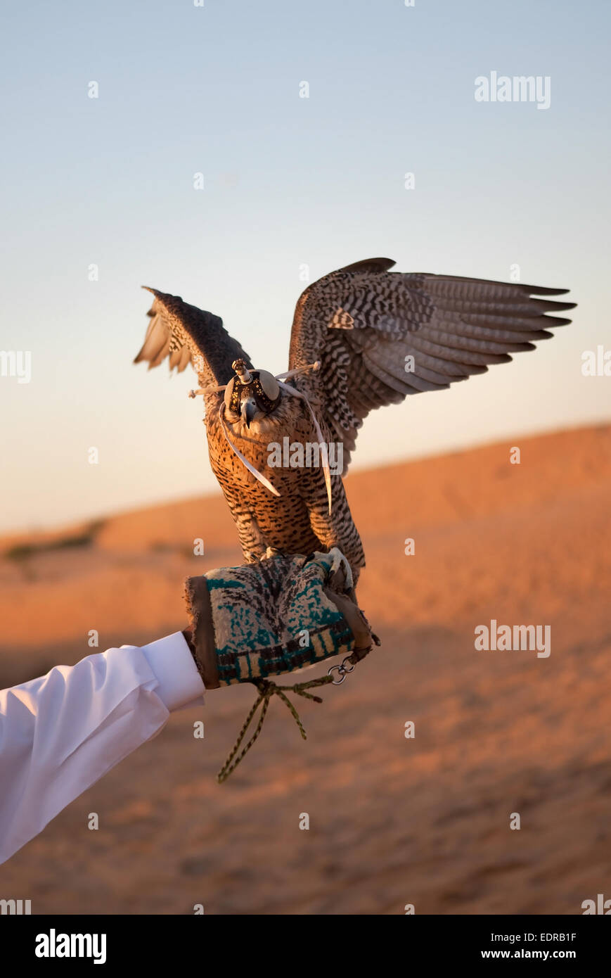Falcon hunting prey desert hi-res stock photography and images - Alamy