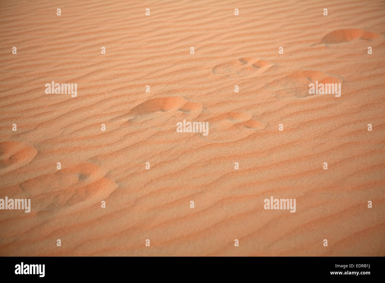 Traces of a camel Stock Photo - Alamy
