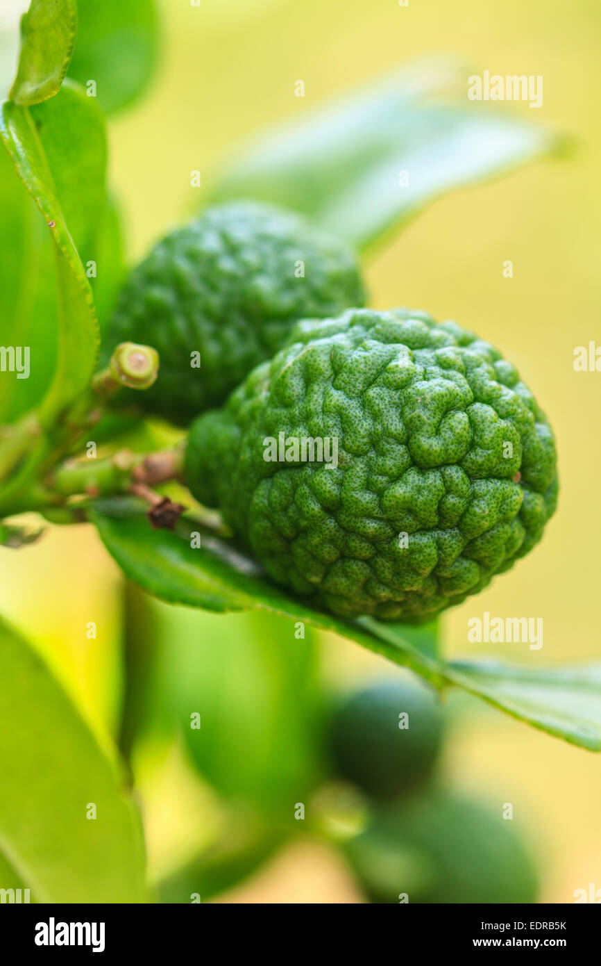 Bergamot on Tree in gaden, bergamot (Kaffir Lime) fruits Stock Photo ...
