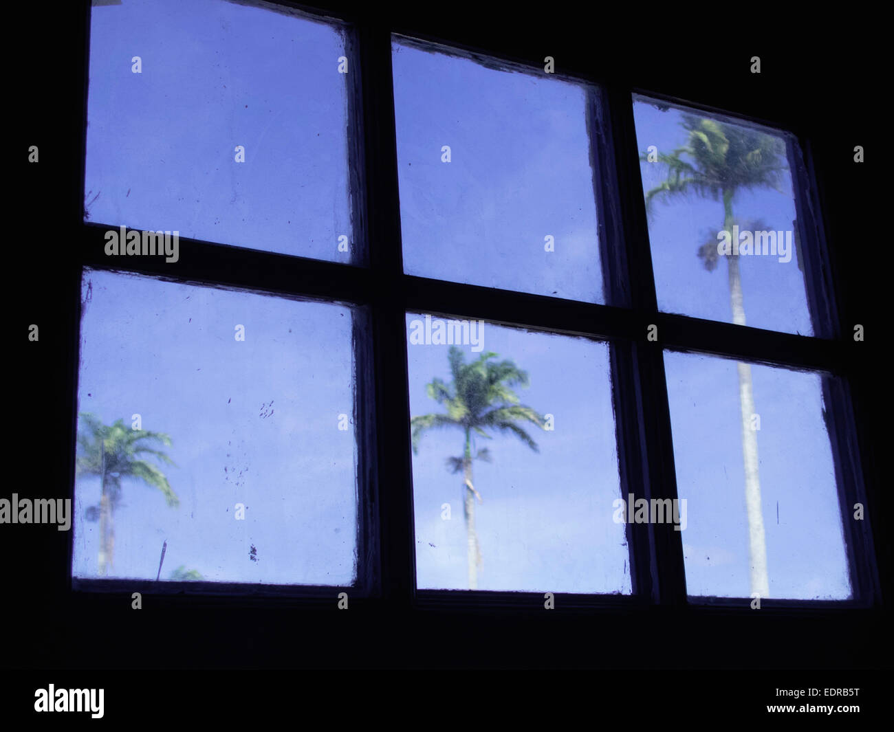 View of palm trees and sky from glass window, Vitoria, Espirito Santo ...