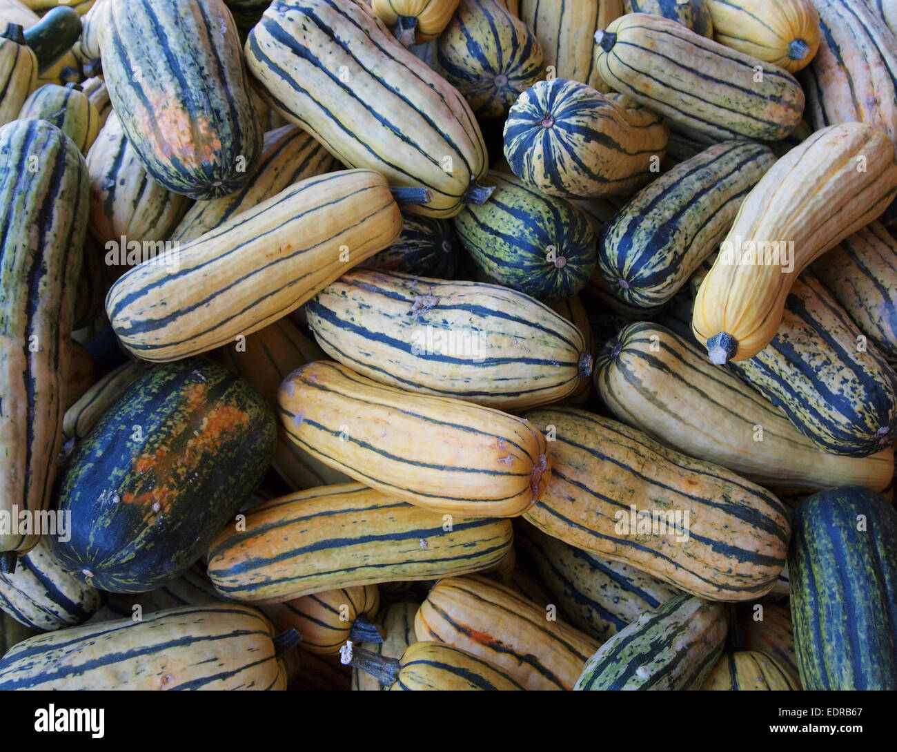 Many little decorative gourds and squashes Stock Photo - Alamy