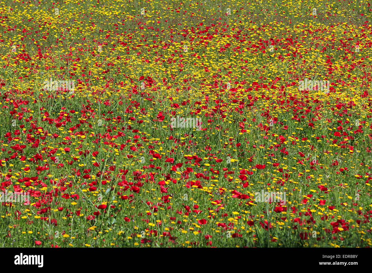 Wilden hi-res stock photography and images - Alamy