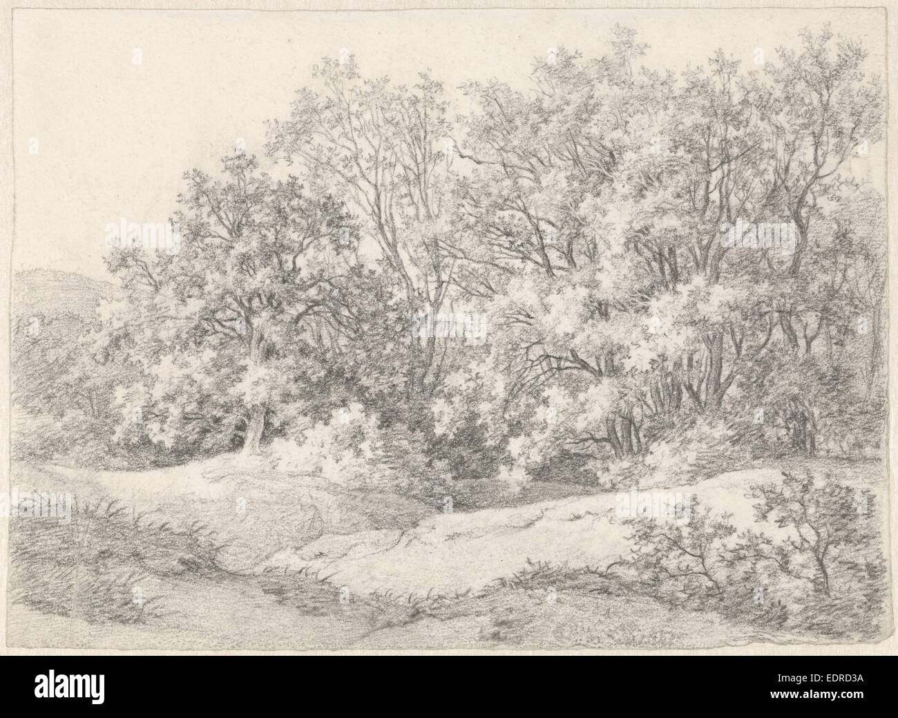 Trees on a dune ridge at the Hartekamp, Heemstede The Netherlands ...