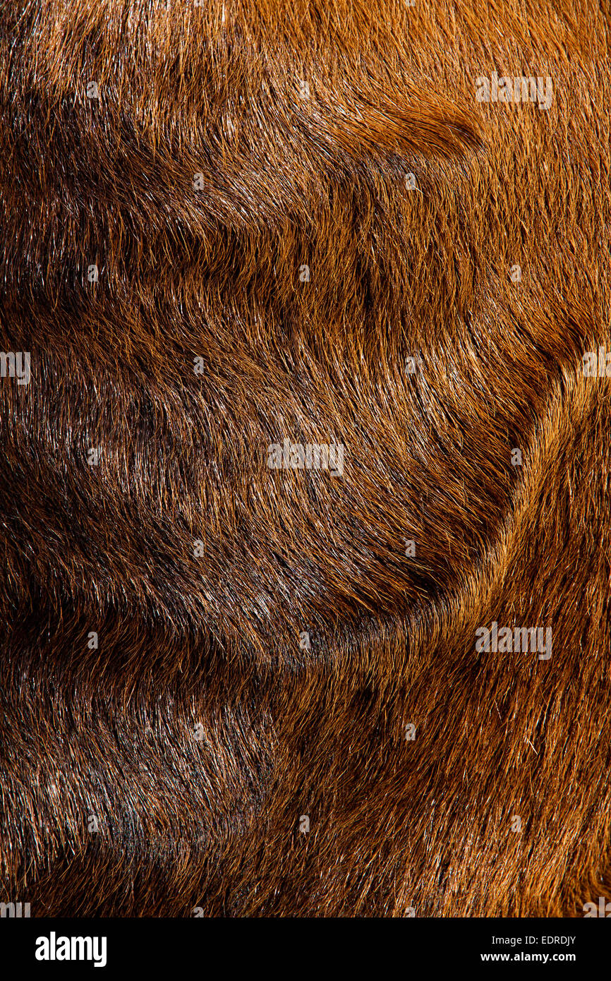 Goat Hair Texture Stock Photos & Goat Hair Texture Stock Images - Alamy